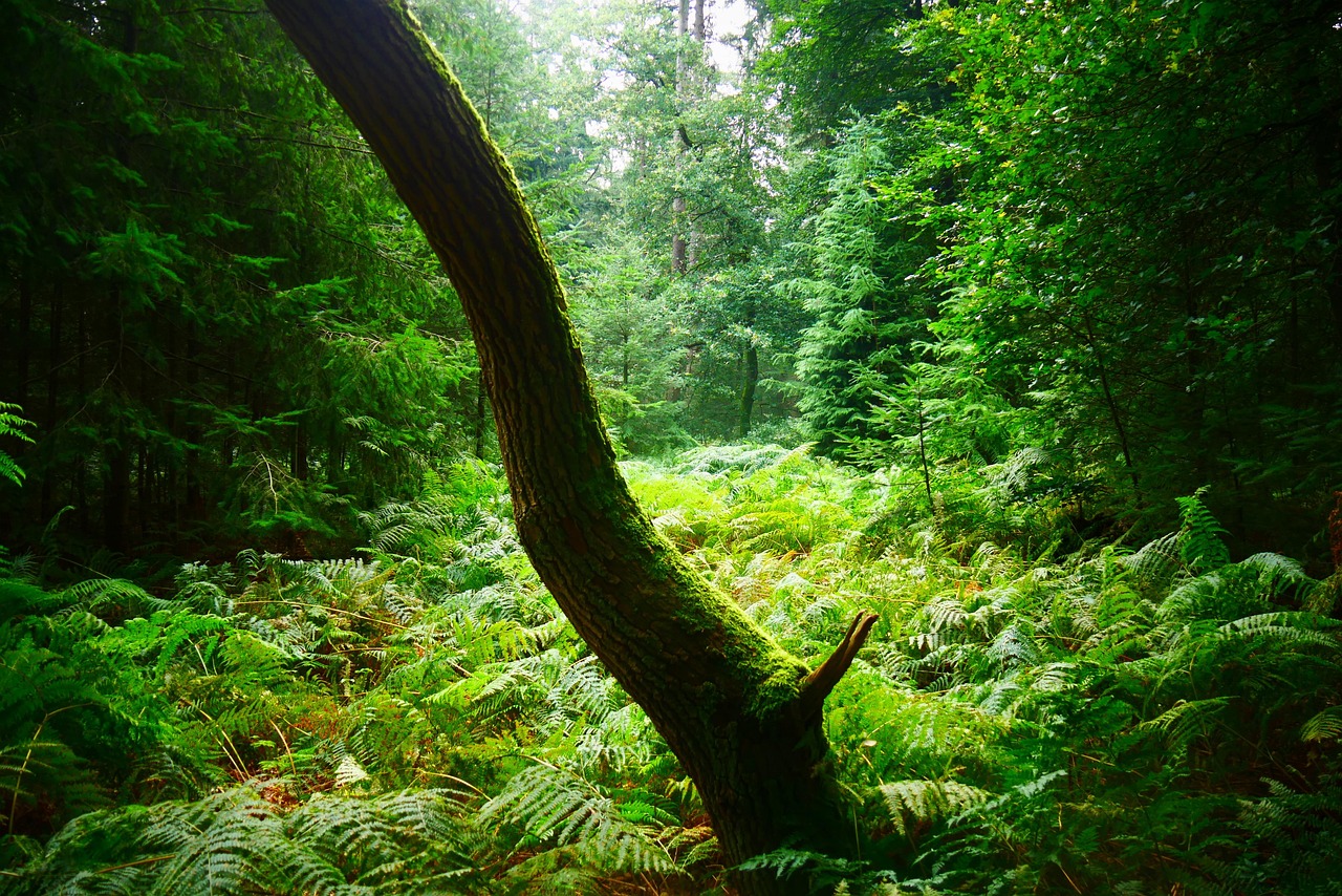 Floresta Jardim Natureza - Foto gratuita no Pixabay - Pixabay