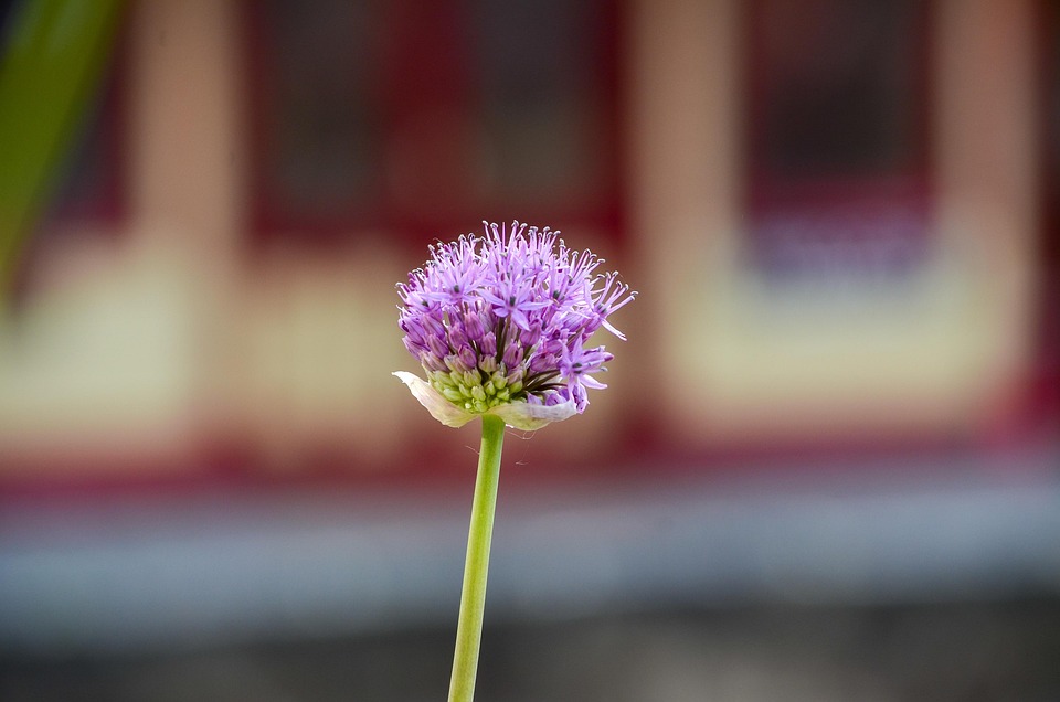 Lauch Blumen Pflanze - Kostenloses Foto auf Pixabay