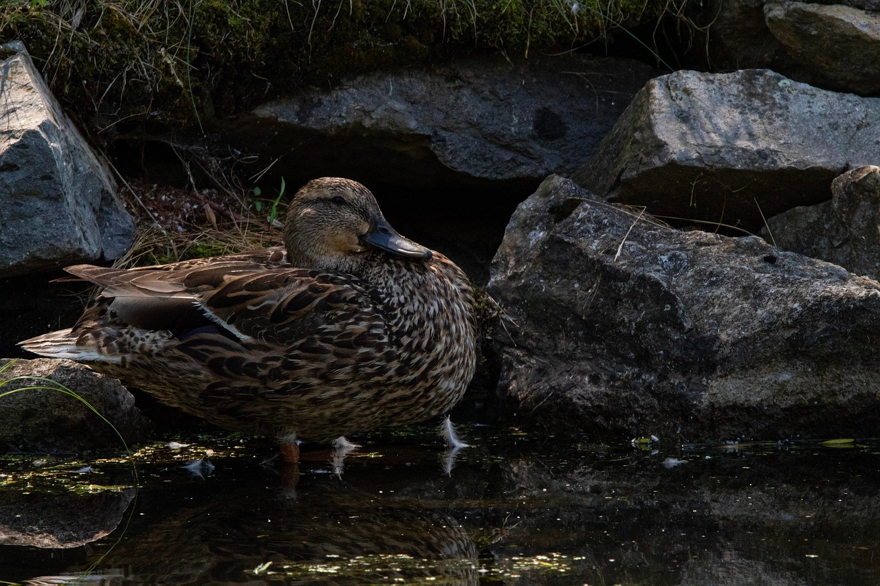 Colvert Oiseau Canard - Photo gratuite sur Pixabay - Pixabay
