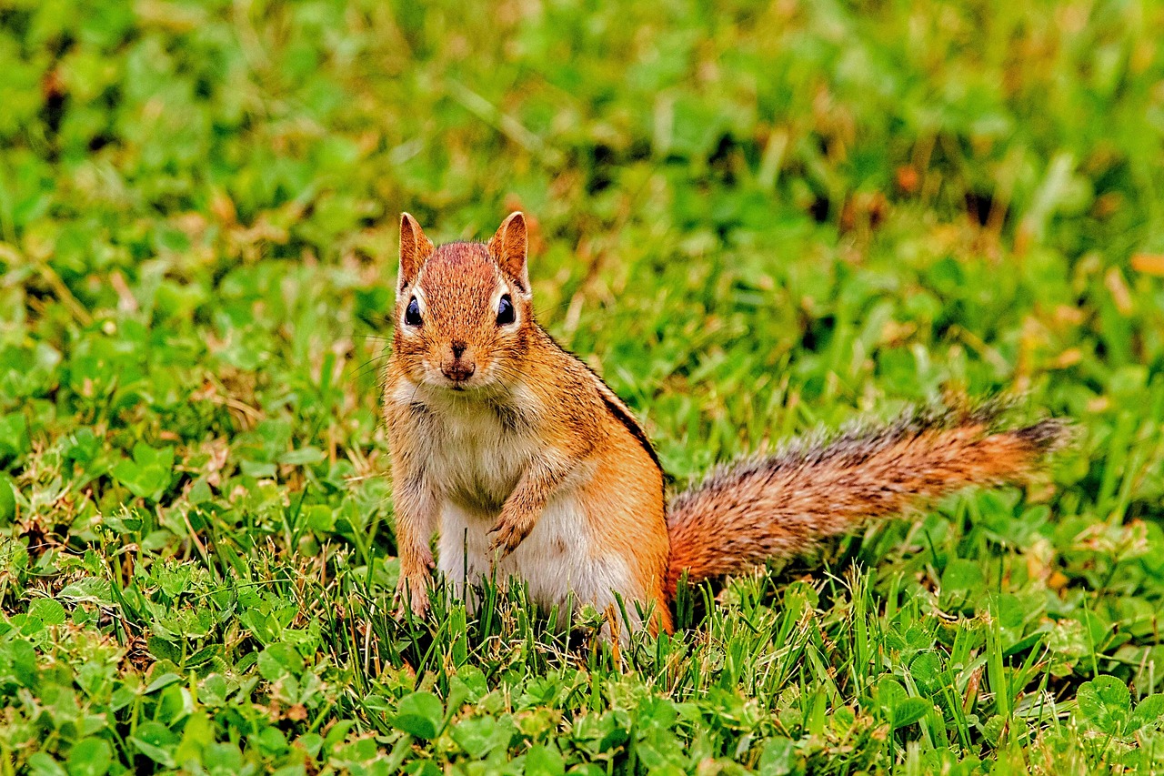 Eichhörnchen Nagetier Tierwelt - Kostenloses Foto auf Pixabay - Pixabay