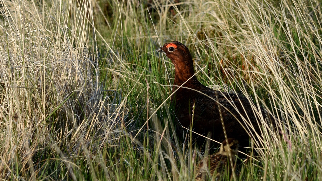 30,000+ Free Grouse Bird & Grouse Images - Pixabay