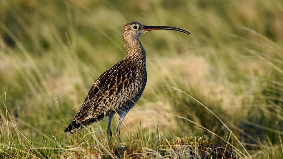Curlew Bird Perched - Free photo on Pixabay