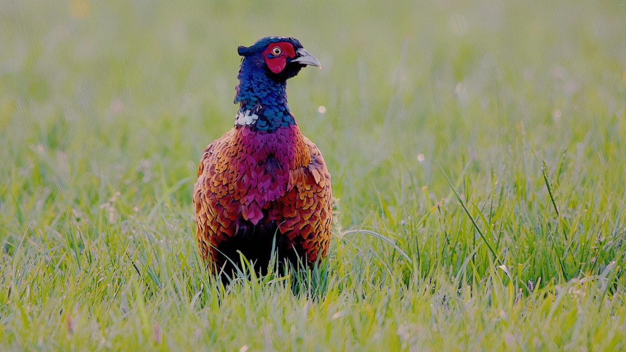 Pheasant Bird Perched - Free photo on Pixabay - Pixabay