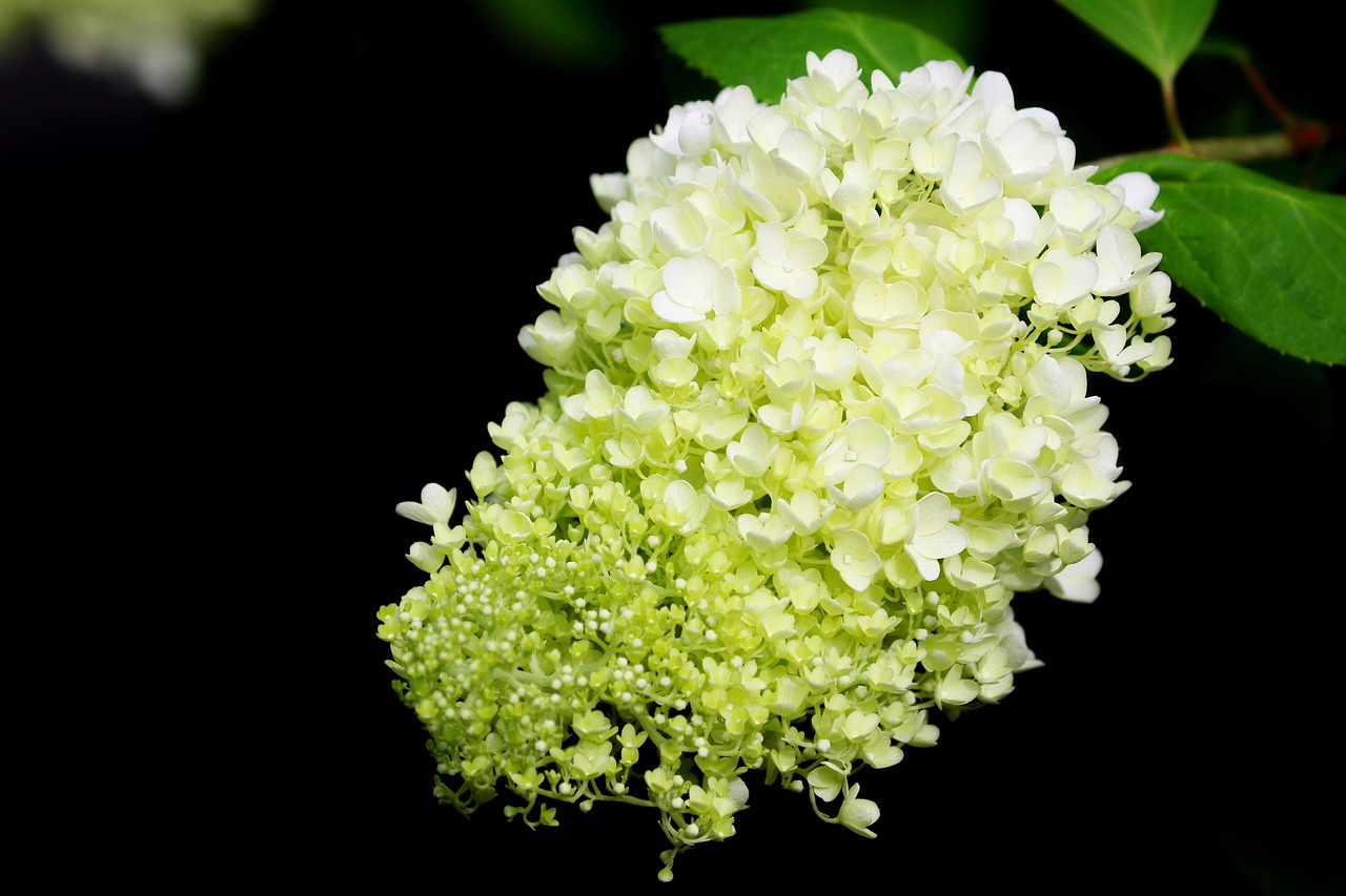 Hydrangea Bunga Kebun - Foto gratis di Pixabay - Pixabay