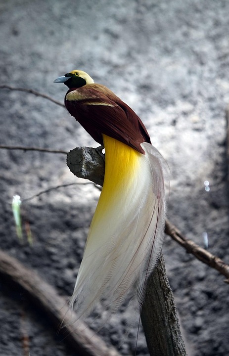 Pájaro Paradisaea Minor Pico - Foto gratis en Pixabay