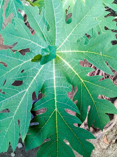 Feuille De Papaye Photo - Photo gratuite sur Pixabay - Pixabay
