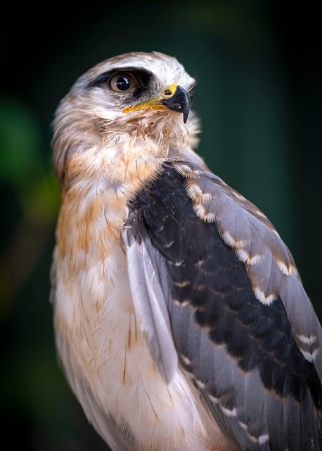 Eagle Bird Perched - Free photo on Pixabay