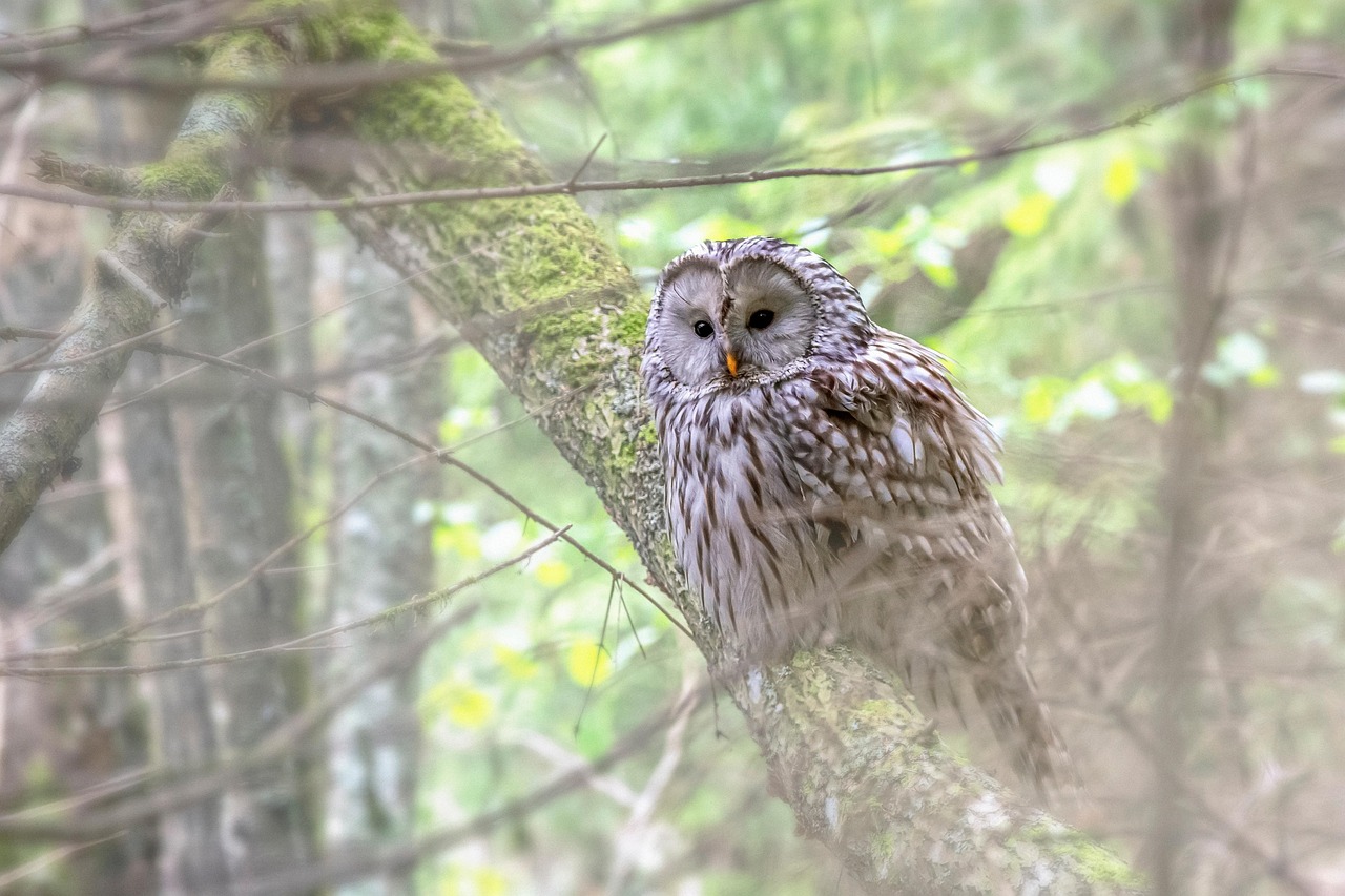 Oiseau Chouette De L'Oural Habitat - Photo gratuite sur Pixabay - Pixabay