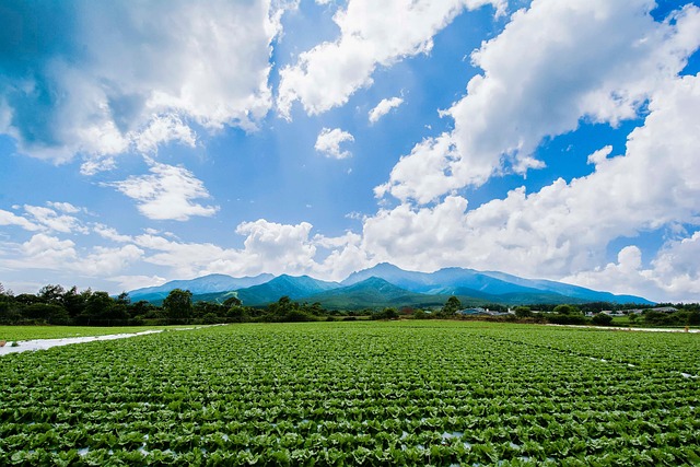 Vegetables Field Yatsugatake - Free photo on Pixabay - Pixabay
