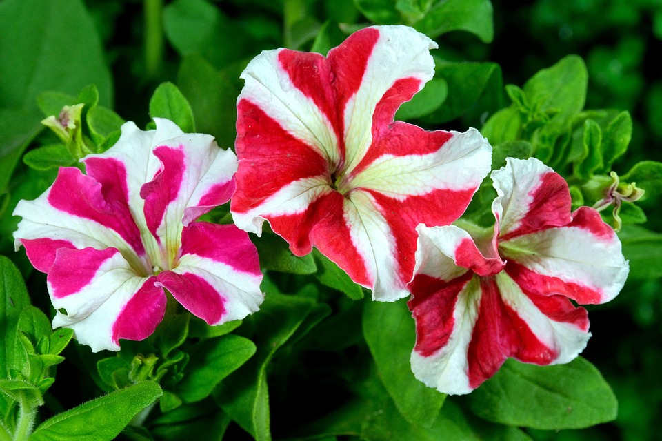 Petunias Flowers Plant - Free photo on Pixabay - Pixabay