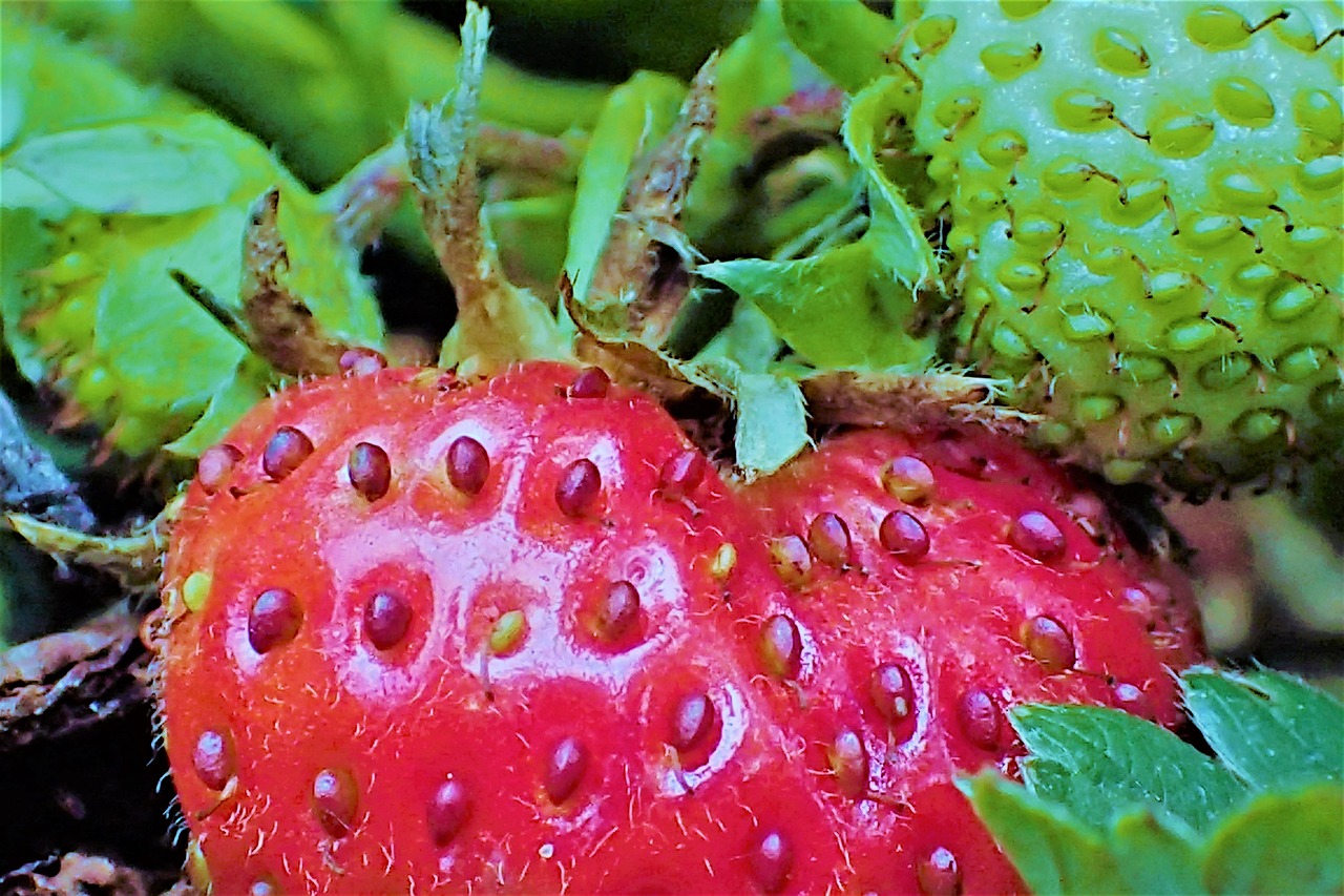 Erdbeere Reif Roh - Kostenloses Foto auf Pixabay - Pixabay