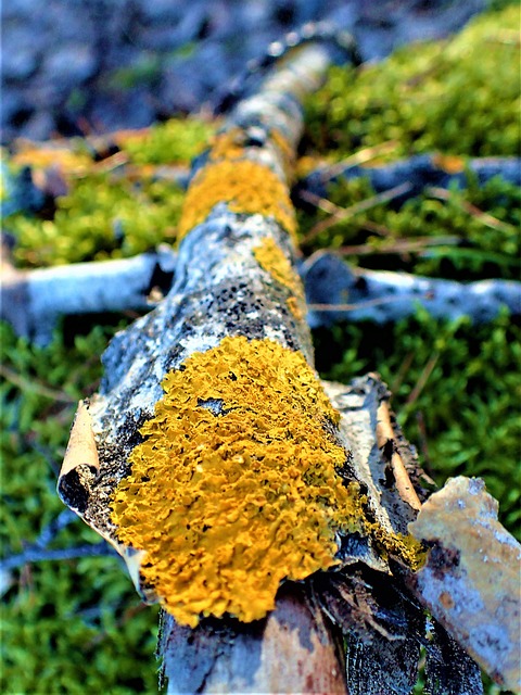 Natur Wald Stock - Kostenloses Foto auf Pixabay - Pixabay