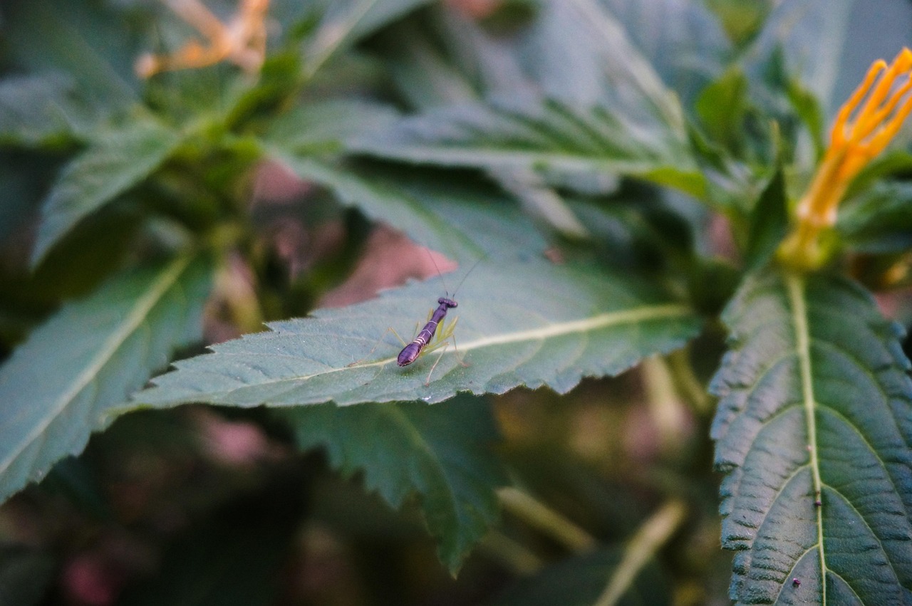 Mantis Sale De Entomología - Foto gratis en Pixabay - Pixabay