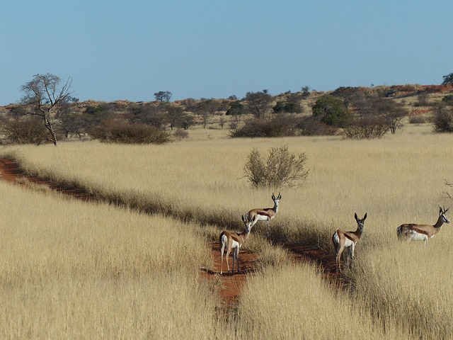 Springbox Wildlife Grassland - Free photo on Pixabay