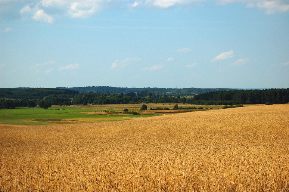 Weizen Feld Weizenfeld - Kostenloses Foto auf Pixabay