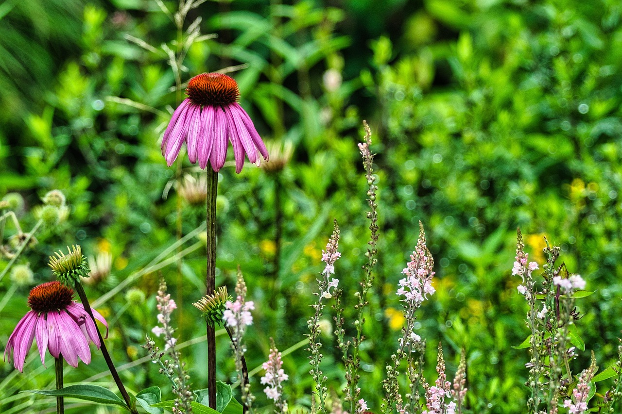 Coneflowers Bloom Botany - Free photo on Pixabay - Pixabay