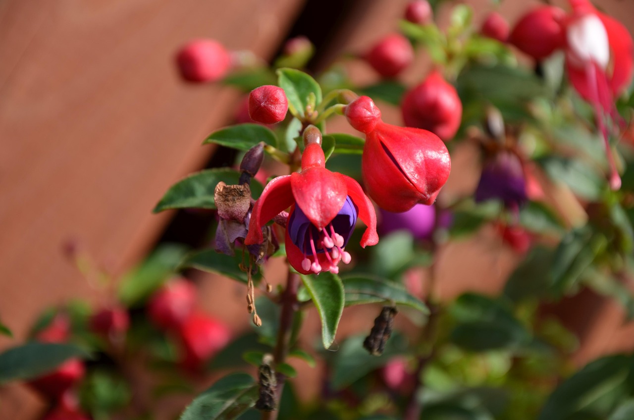 Fuchsia Fleurs Bloom - Photo gratuite sur Pixabay - Pixabay