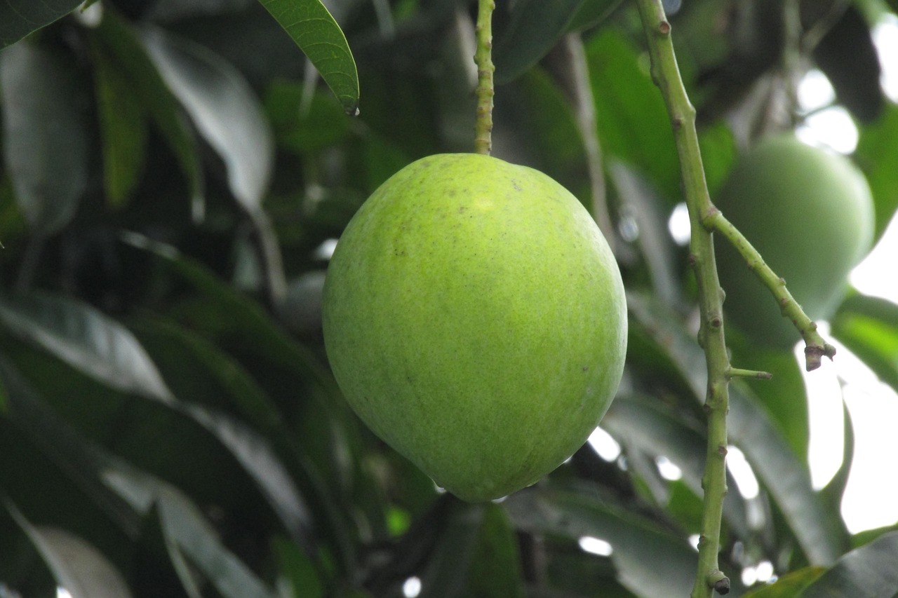 Mango Fruit Food - Free photo on Pixabay - Pixabay