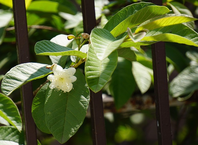 Flower Of Guava White - Free photo on Pixabay - Pixabay