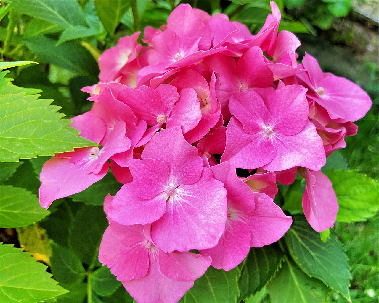 Hortensie Blumen Rosa - Kostenloses Foto auf Pixabay - Pixabay