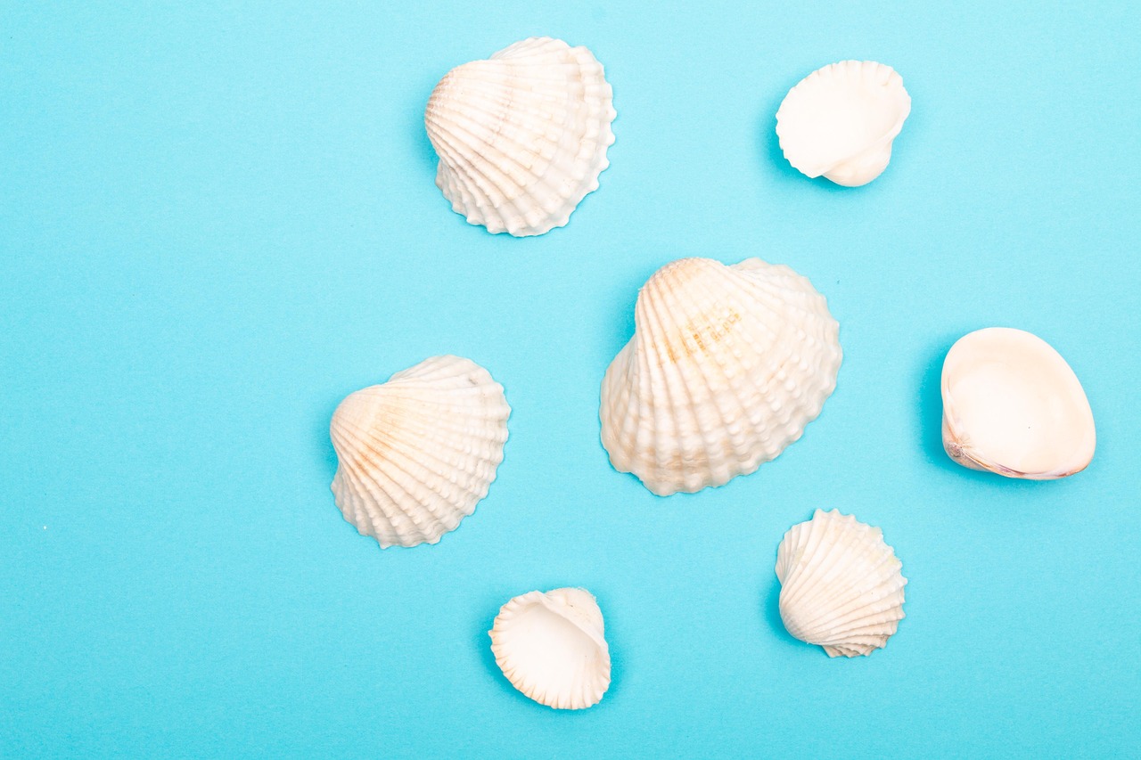 Coquillages Étoile De Mer Plage - Photo gratuite sur Pixabay - Pixabay