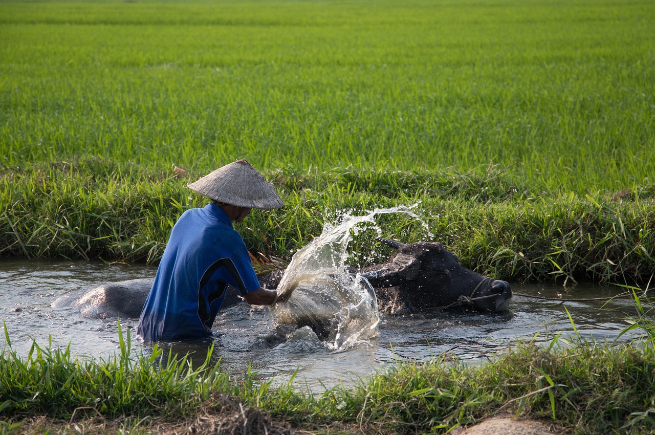 Boer Buffel Landbouw Rice - Gratis foto op Pixabay - Pixabay