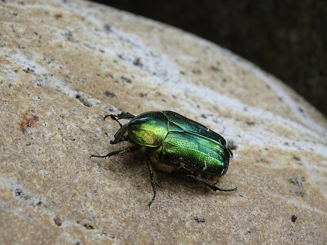 Beetle Rose Chafer Macro - Free photo on Pixabay