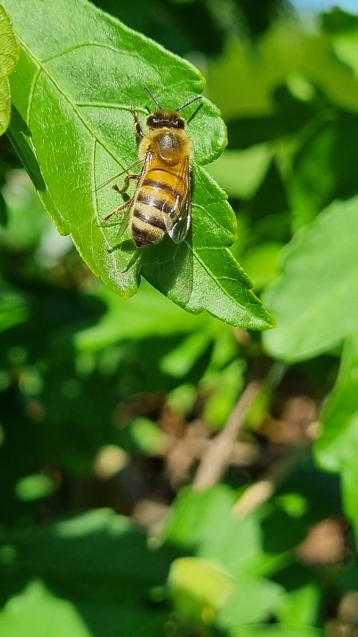 Bee Insect Winged - Free photo on Pixabay - Pixabay