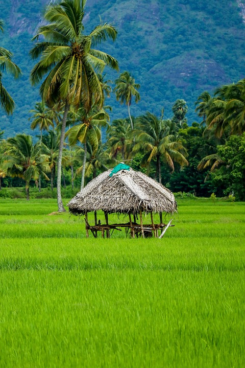 Hut Tropical Nature - Free photo on Pixabay