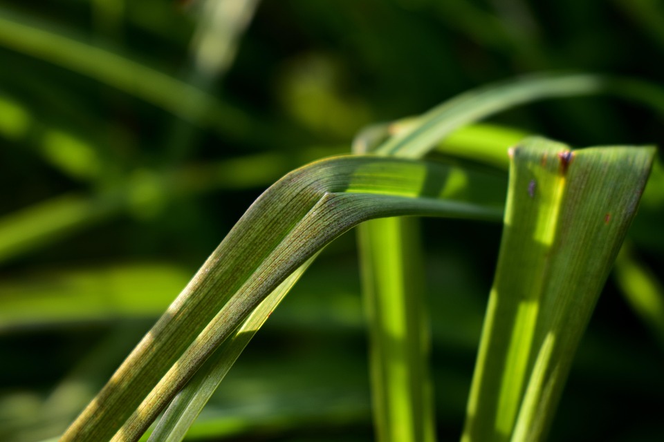 Grass Botany Plant - Free photo on Pixabay - Pixabay
