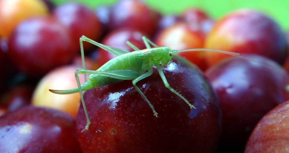 Insecto Saltamontes Verde - Foto gratis en Pixabay - Pixabay