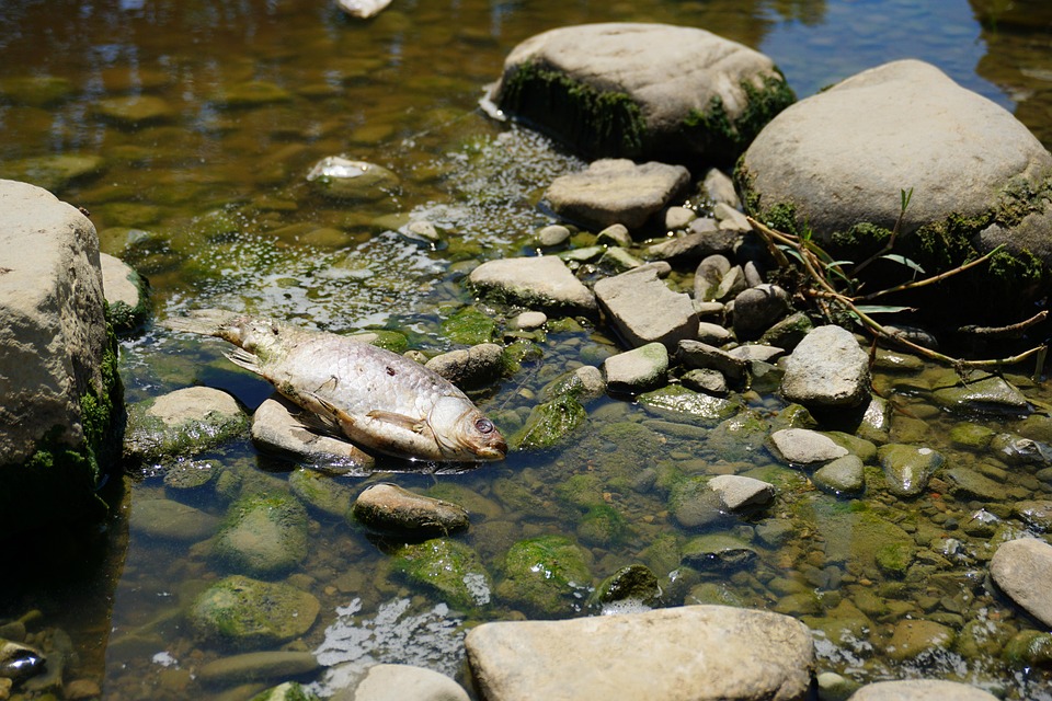 La Grenouille Poisson Fleuve - Photo gratuite sur Pixabay - Pixabay