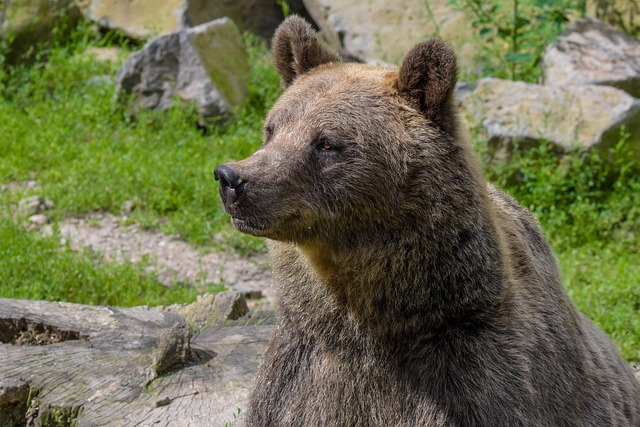 Beruang Brown Bear Alam - Foto gratis di Pixabay - Pixabay
