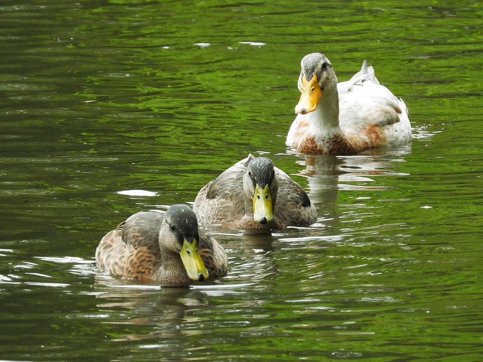 Ducks Ornithology Mallards - Free photo on Pixabay - Pixabay