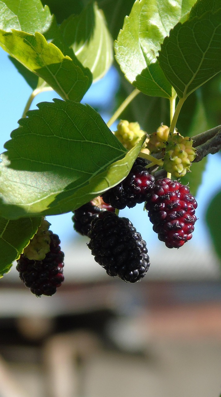 Mulberry Fruit Organic Morus - Free photo on Pixabay - Pixabay