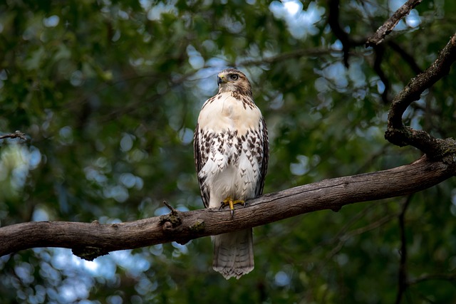 100,000+ Free Red Tailed Hawk & Hawk Images - Pixabay