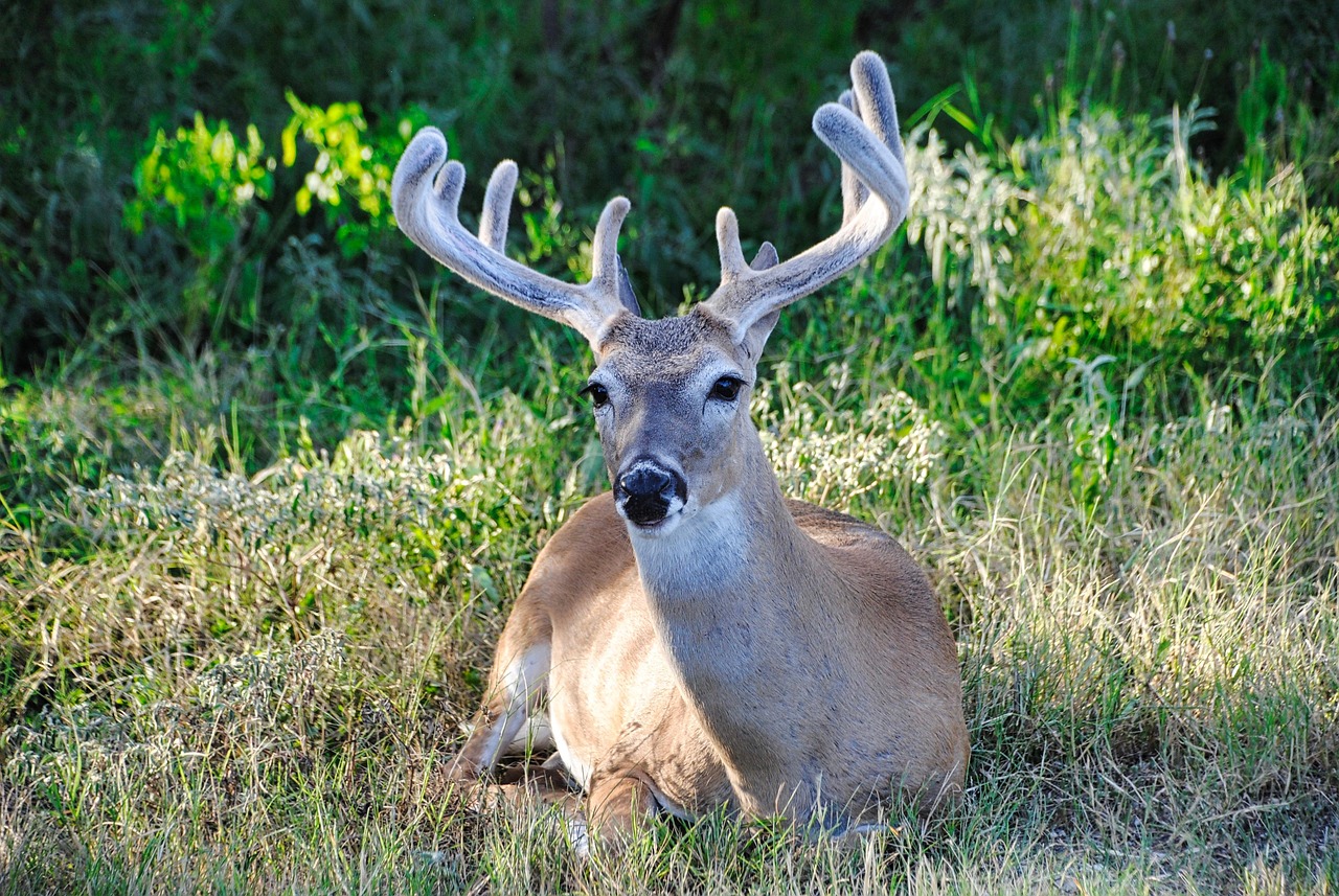 Deer Animal Mammal - Free photo on Pixabay