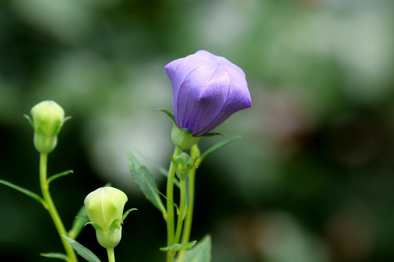 Bellflower Flower Balloon - Free photo on Pixabay - Pixabay