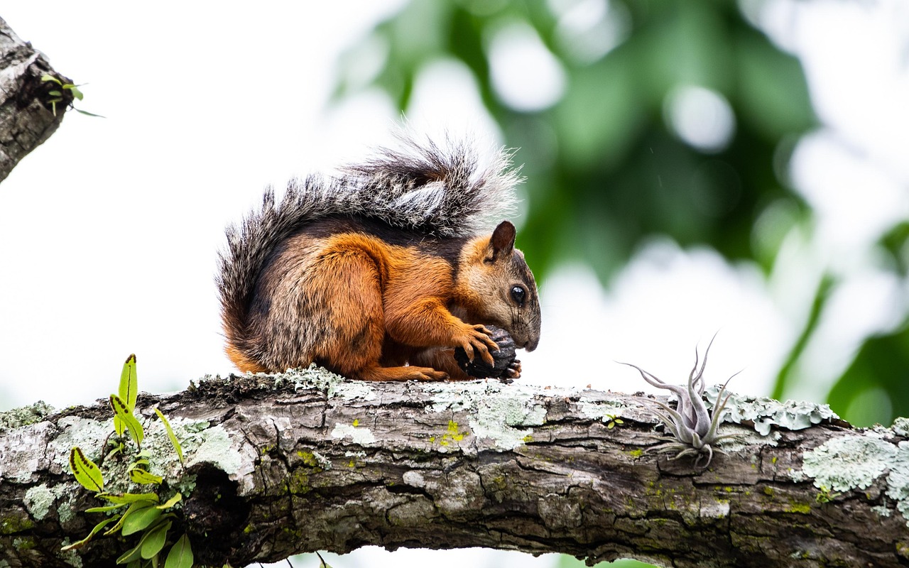 Ardilla Roedor Forrajeando - Foto gratis en Pixabay - Pixabay