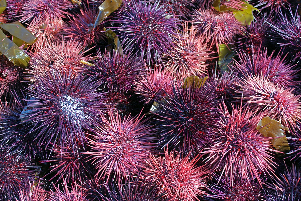 Sea Urchins Marine Life - Free photo on Pixabay