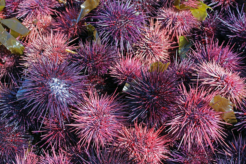 Seeigel Unterwasserwelt - Kostenloses Foto auf Pixabay
