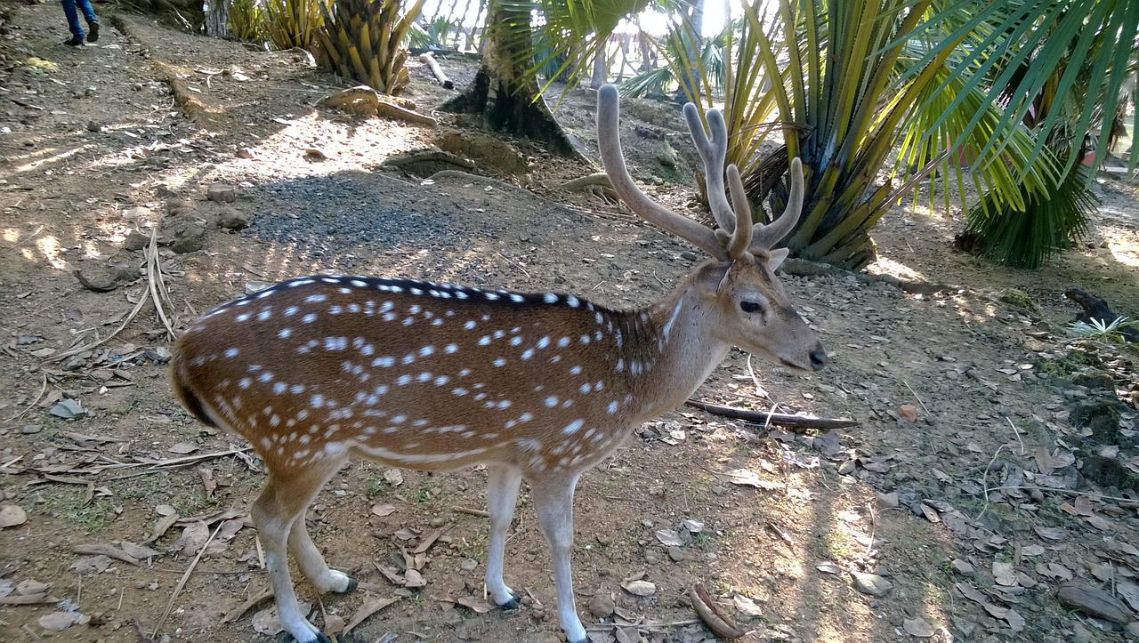 Deer Animal - Free photo on Pixabay - Pixabay