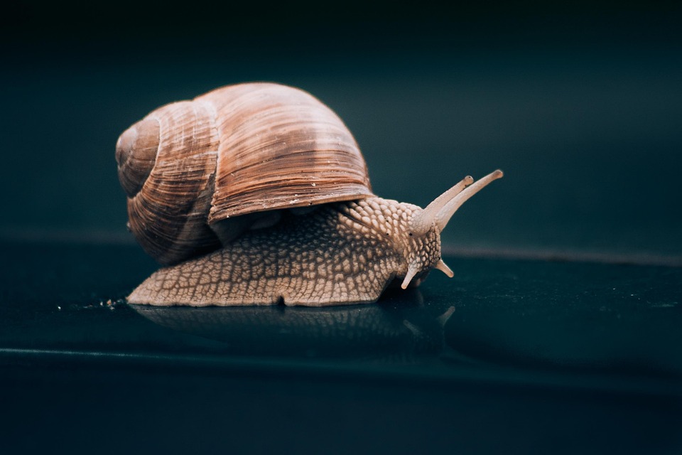 Snail Shell Mollusk - Free photo on Pixabay - Pixabay