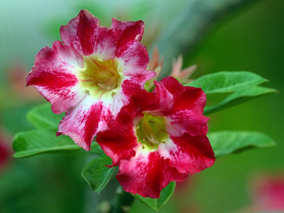 Adeniums Flowers Obesum - Free photo on Pixabay - Pixabay