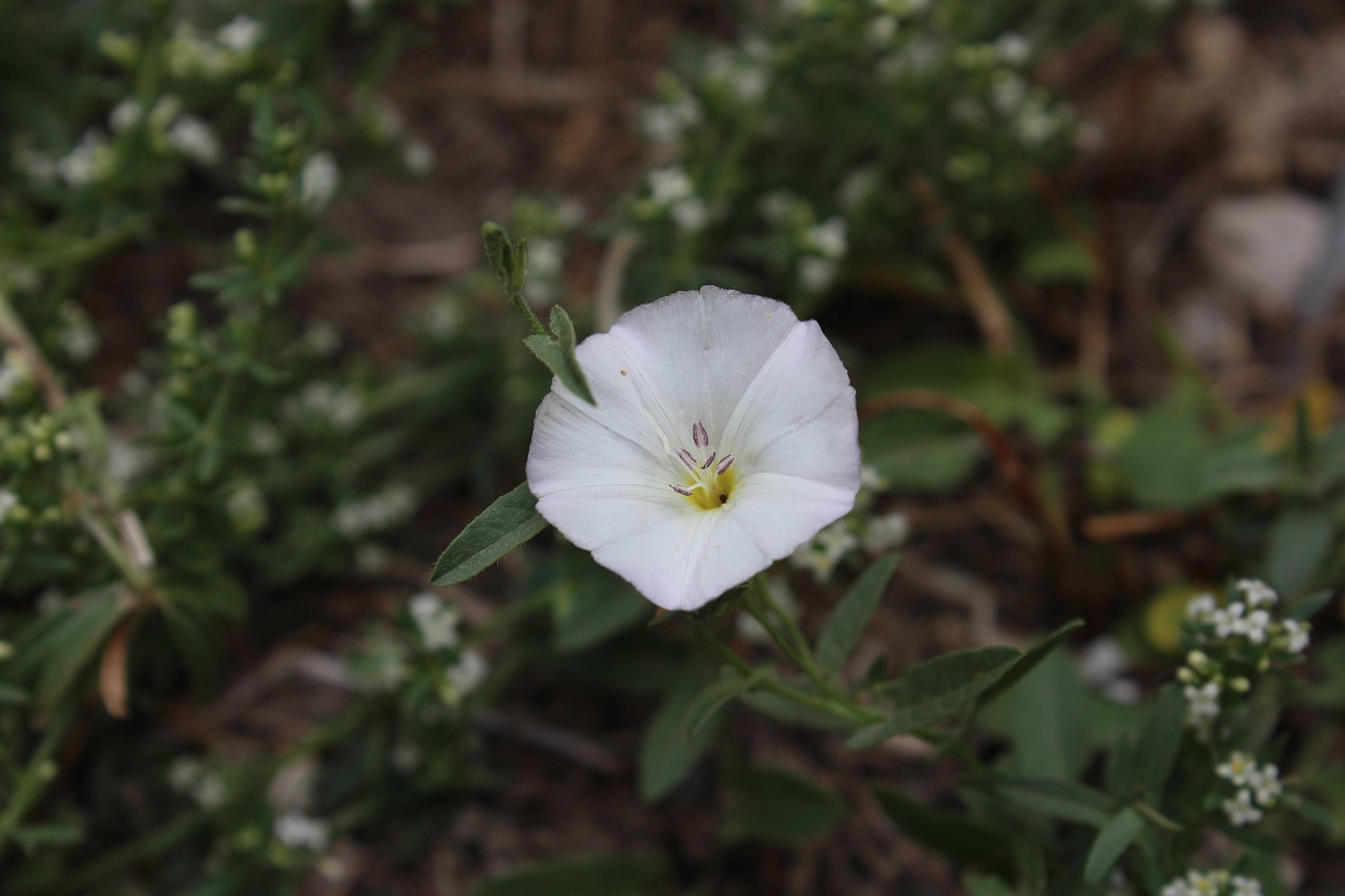 Liseron Fleur Pétales - Photo gratuite sur Pixabay - Pixabay
