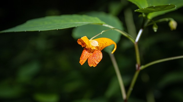 Fleur Orange Jewelweed Botanique - Photo gratuite sur Pixabay - Pixabay