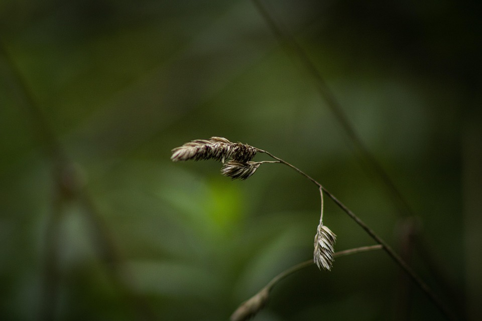Grass Plant Botany - Free photo on Pixabay - Pixabay