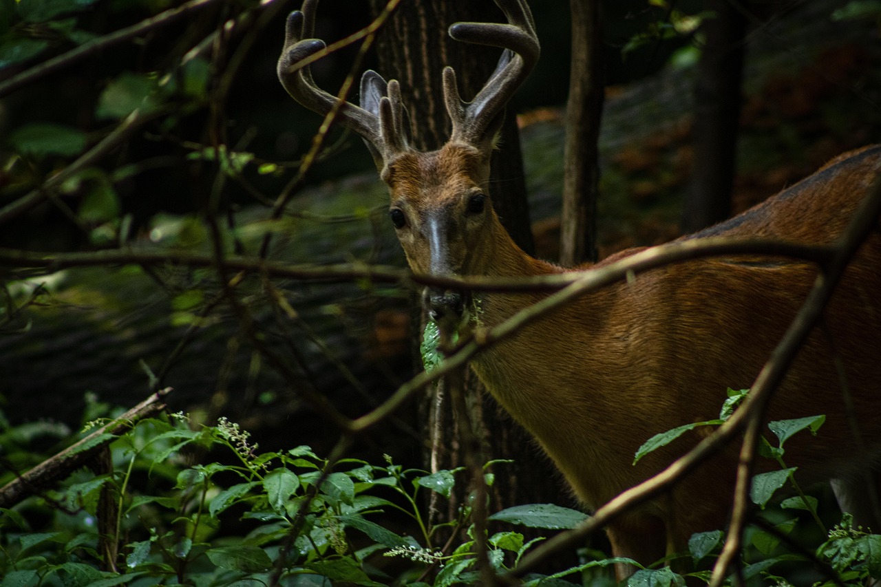 Deer Antler Animal - Free photo on Pixabay - Pixabay
