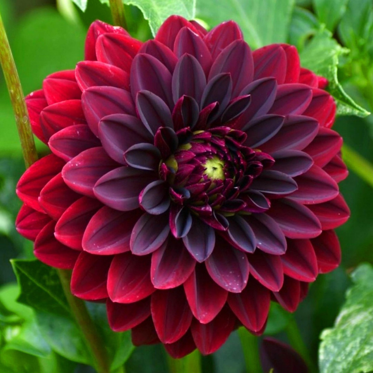 Dahlia Bloem Rode - Gratis foto op Pixabay - Pixabay