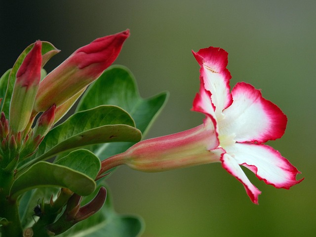 Adenium Flower Flora - Free photo on Pixabay